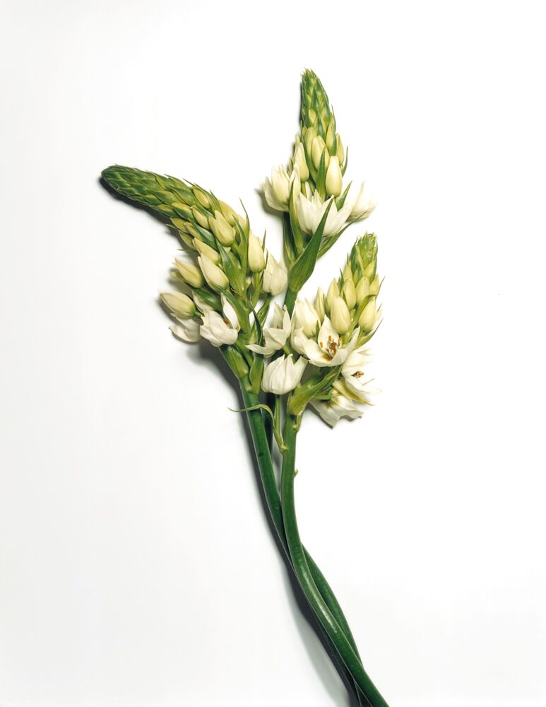 Shattered Flowers, a Flower Photo Shoot by Jon Shireman ...